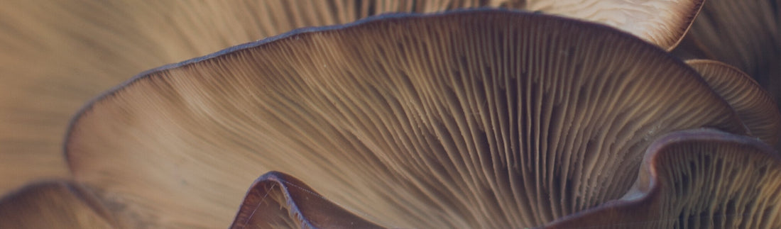 Mend Joint Replacement | Clinically Proven to Enhance Recovery - MEND